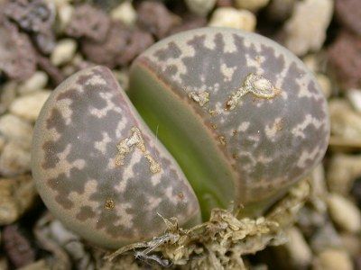 Lithops naureeniae - synonym: Mesembryanthemum naureeniae - C304 seeds