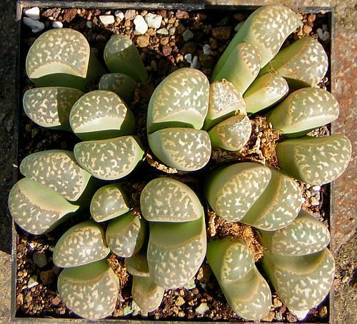 Lithops naureeniae - synonym: Mesembryanthemum naureeniae - C304 seeds