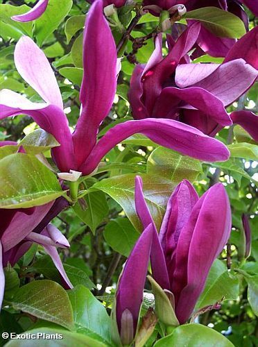 Magnolia liliiflora - Lily Magnolia seeds