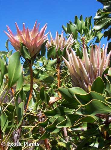 Protea cynaroides - rey de Protea semillas