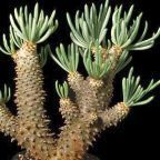 Caudexpflanzen Sukkulenten Pachypodium Pelargonium Petopentia Samen