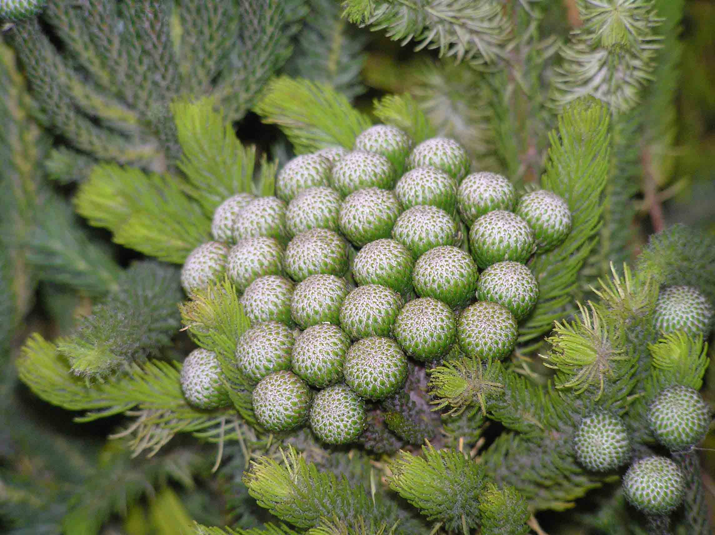 Brunia albiflora - white-flowered brunia - coffee-scented brunia Samen