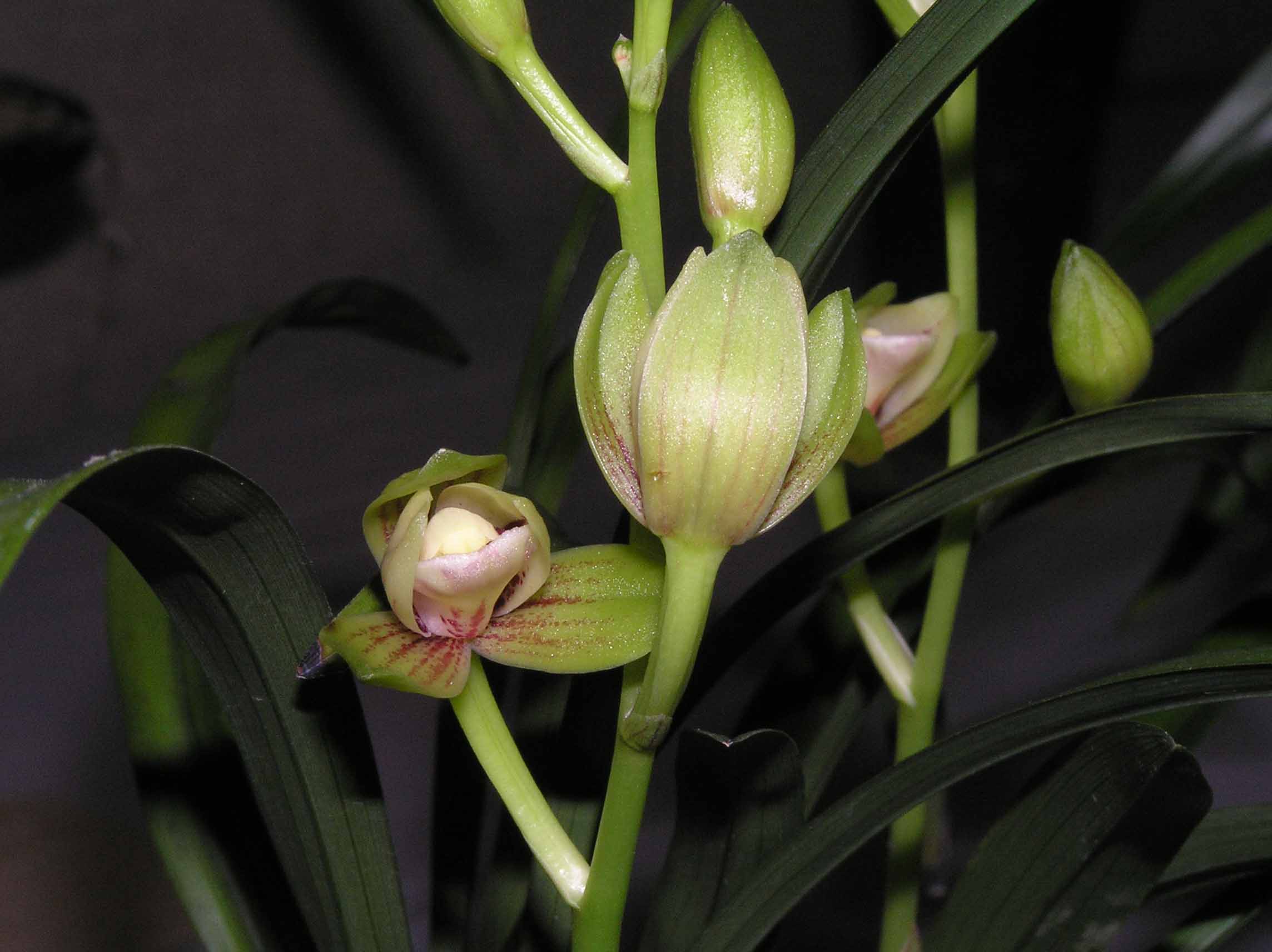 Cymbidium ensifolium - orchids Samen